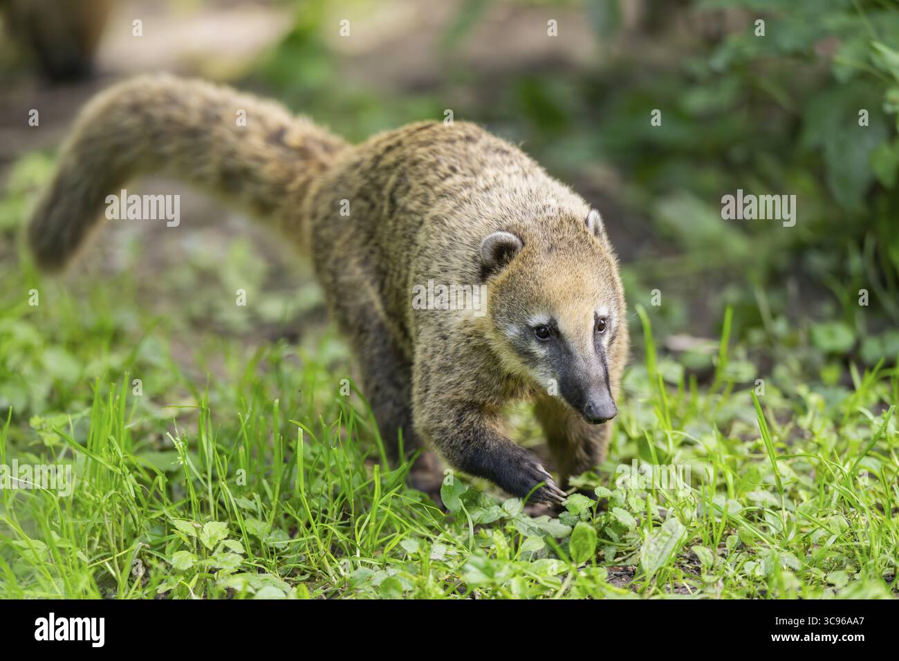 South american coati nasua nasua walking on the ground hi-res stock ...