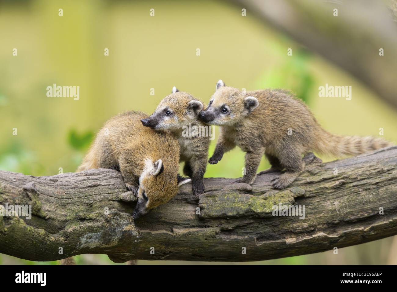 South American coati (Nasua nasua) youngsters on an old tree trunk ...