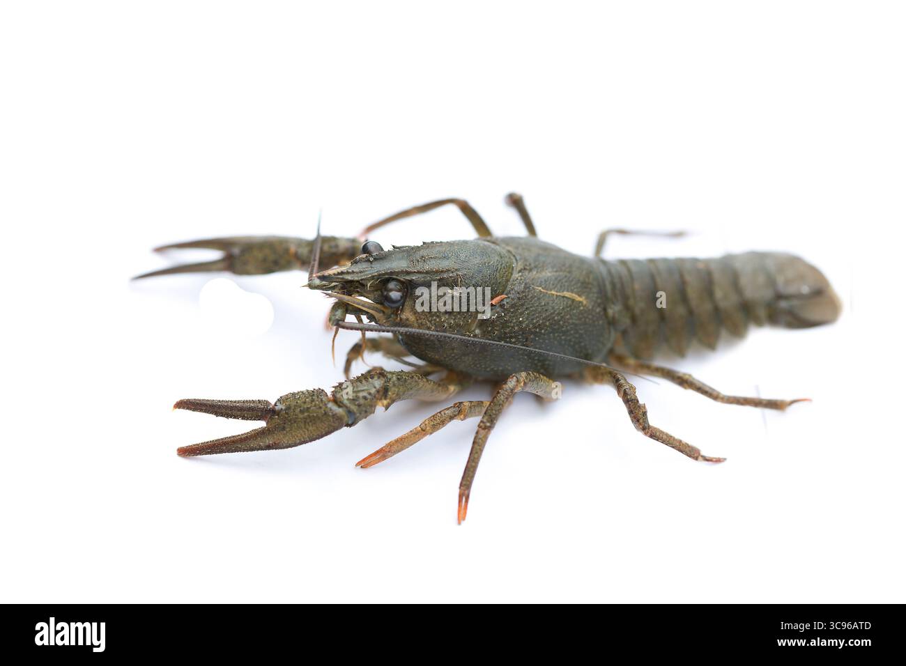 alive crayfish close up isolated on white background Stock Photo - Alamy