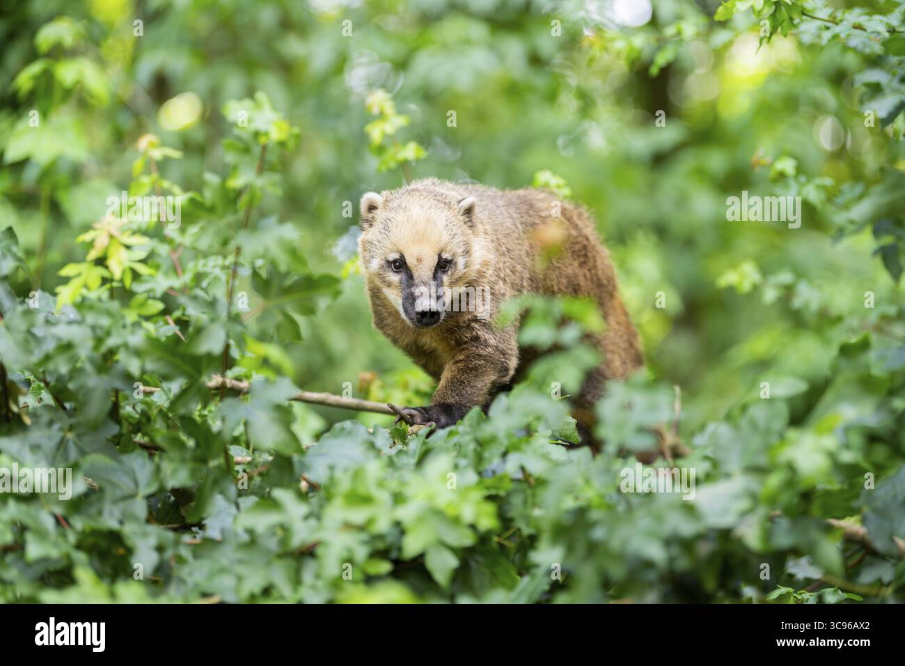 South American coati (Nasua nasua) walking on a tree, captive, Zoo ...