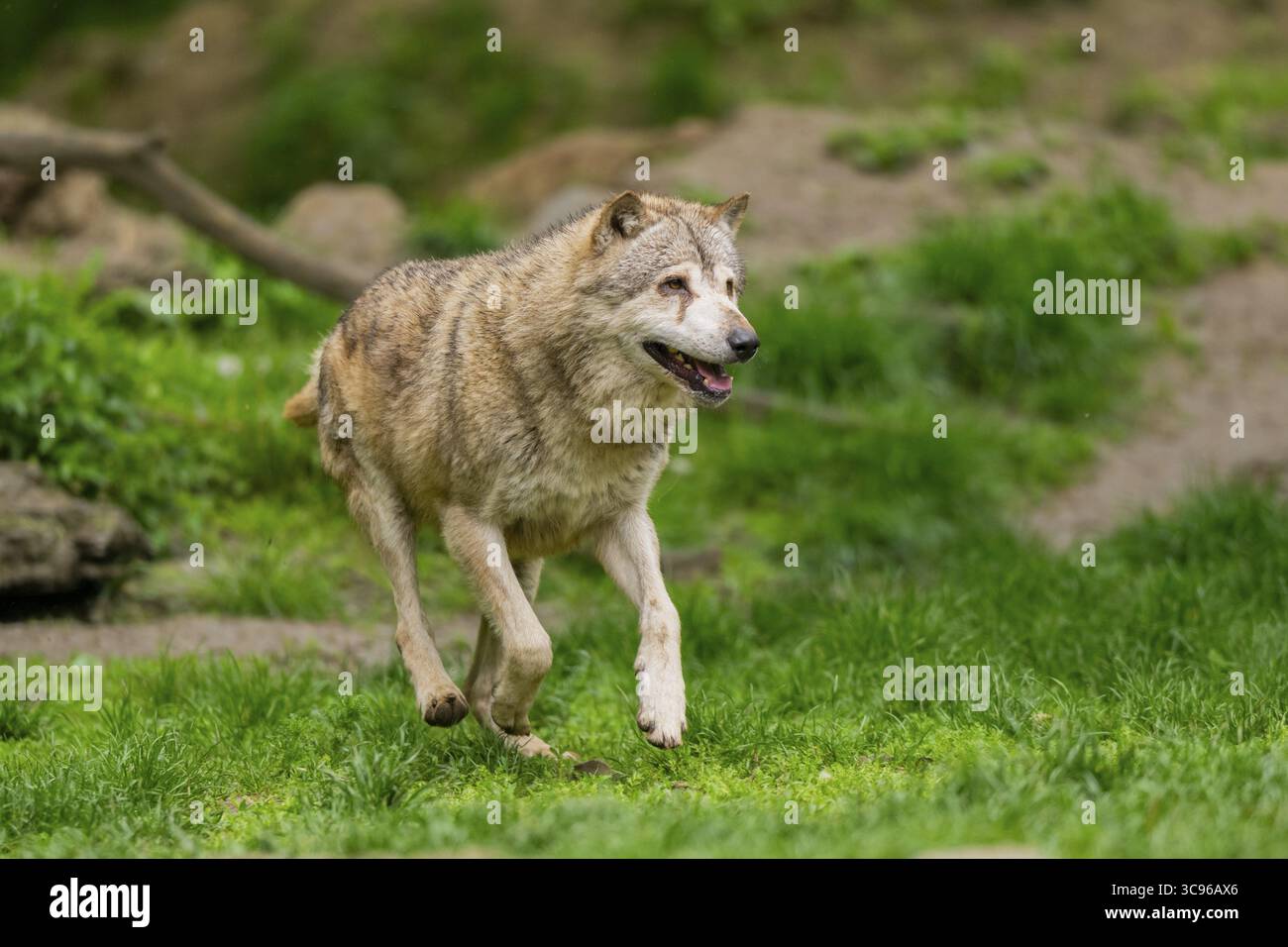 Eastern wolf canis lupus lycaon running over a meadow hi-res stock ...