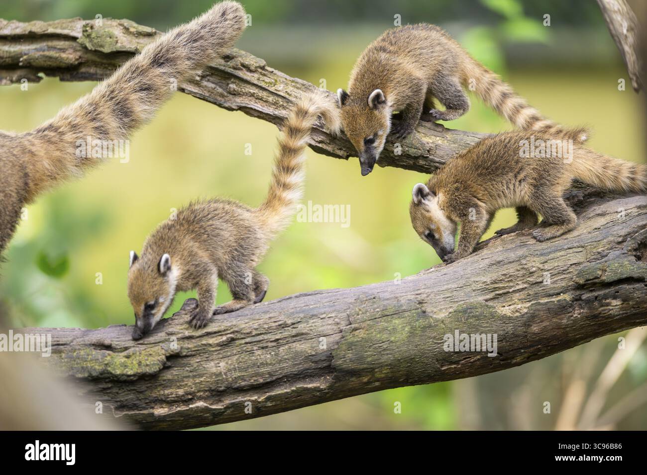 South American coati (Nasua nasua) youngsters on an old tree trunk ...