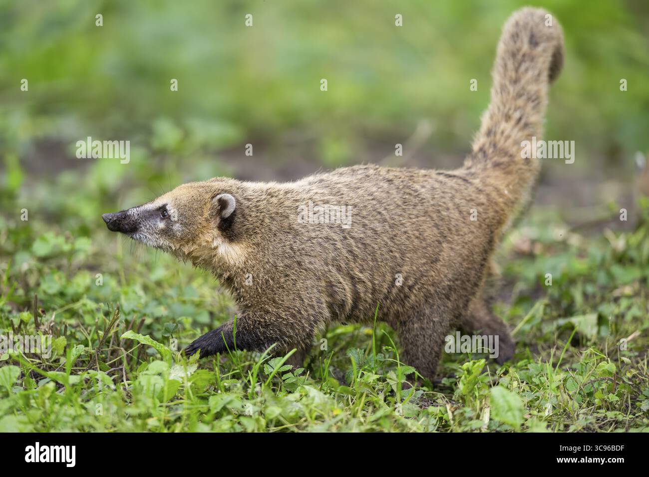 South american coati nasua nasua walking on the ground hi-res stock ...