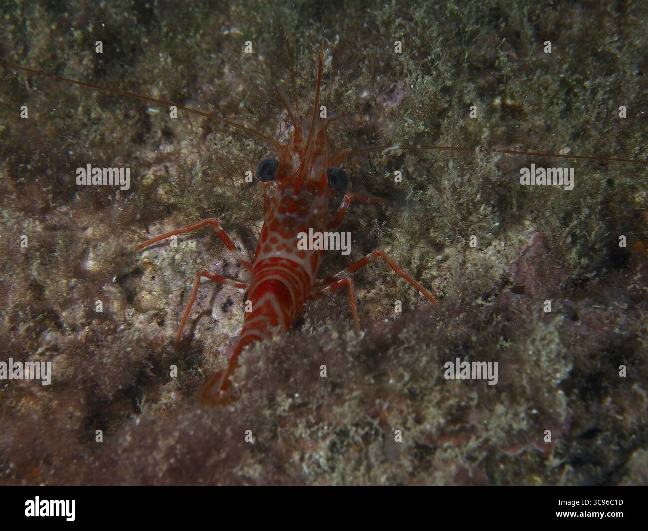 Red white dancing shrimp hi-res stock photography and images - Alamy