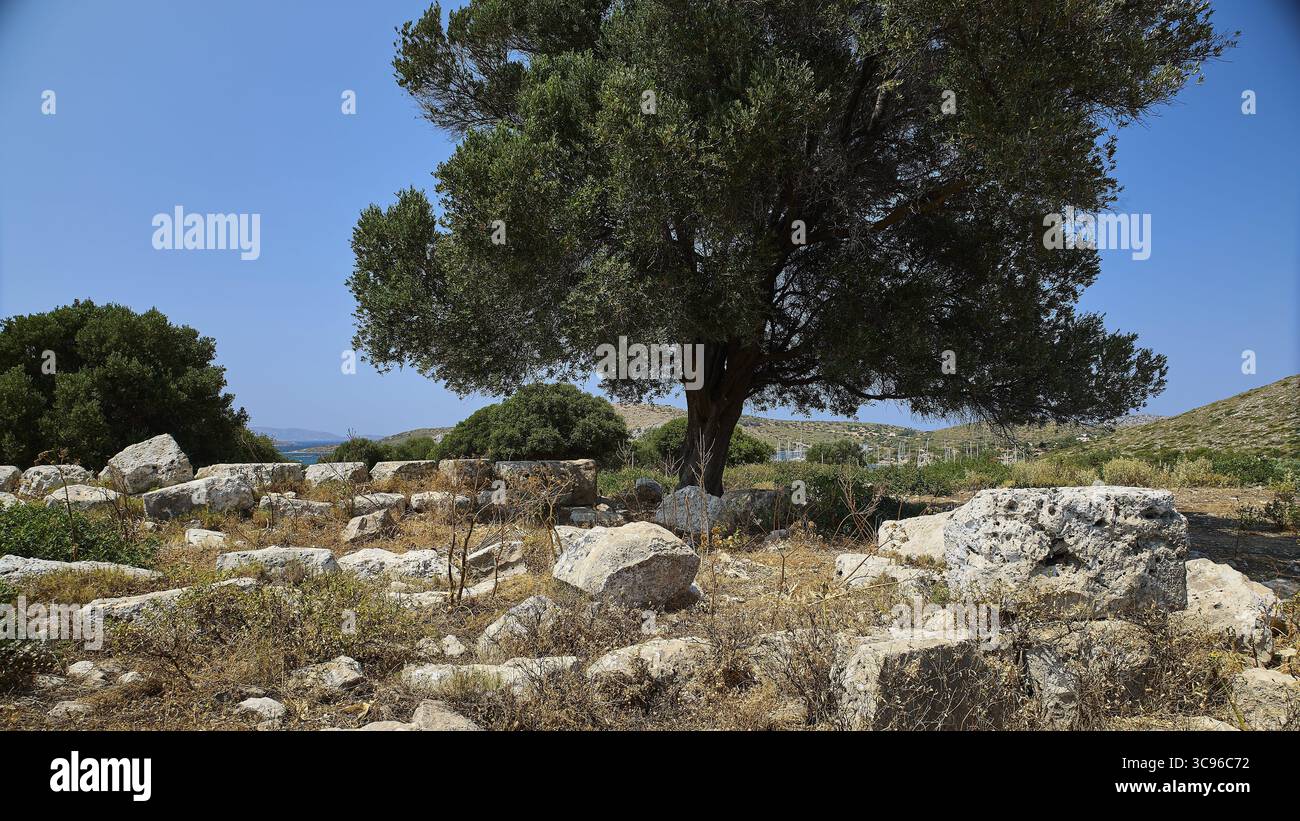 Ancient tree and scattered ruins in a natural landscape under a bright ...