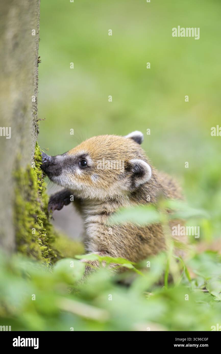 South American coati (Nasua nasua) youngster on the ground, captive ...