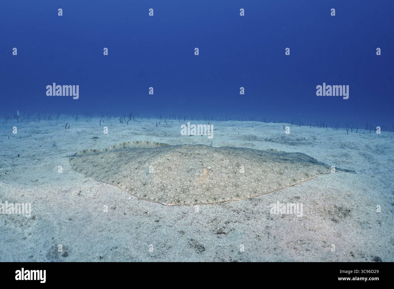 A butterfly ray (Gymnura altavela) on the seabed under clear blue water ...