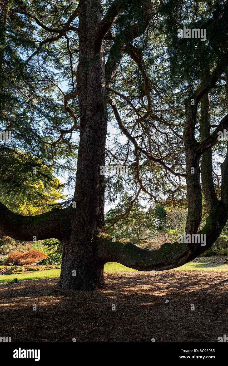 Edinburgh Scotland UK Royal Botanic Garden Edinburgh blossoms trees ...