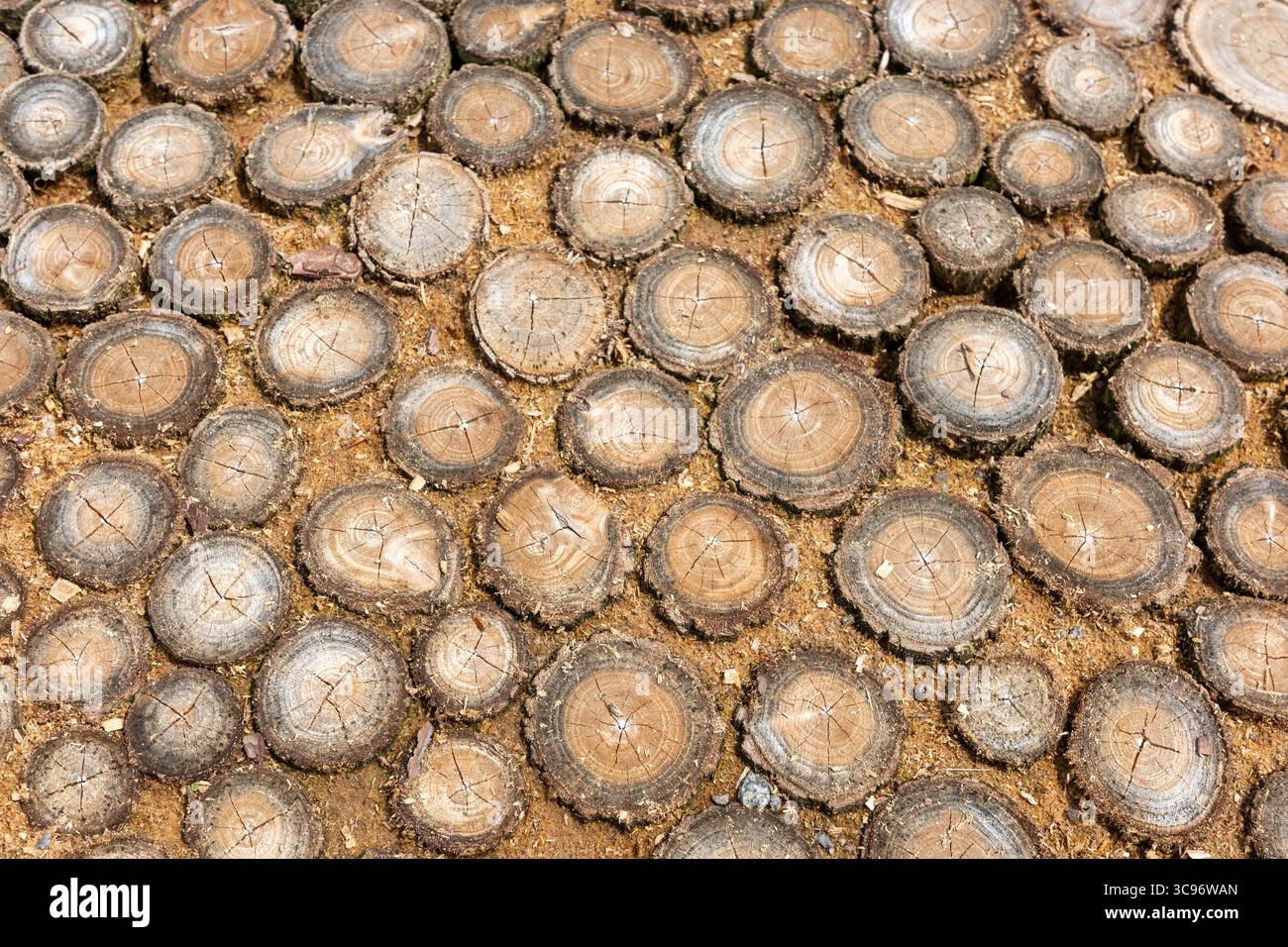 A detailed overhead shot of a pathway made from wooden tree slices ...