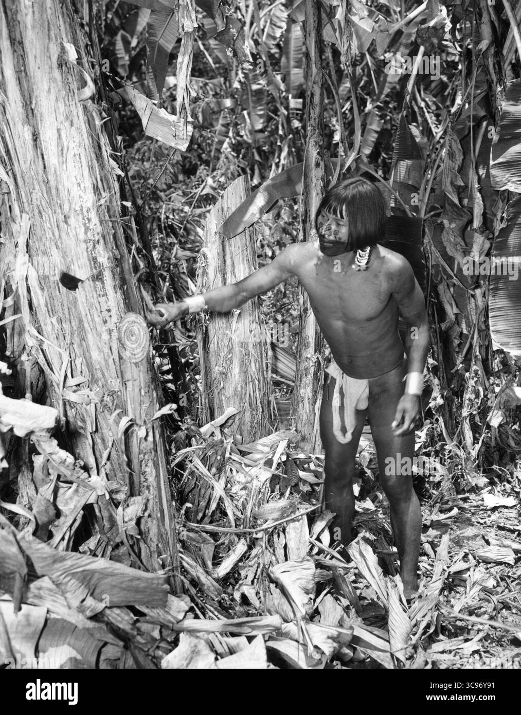 A Choco tribesman showing how the banana plants are cut: a single ...