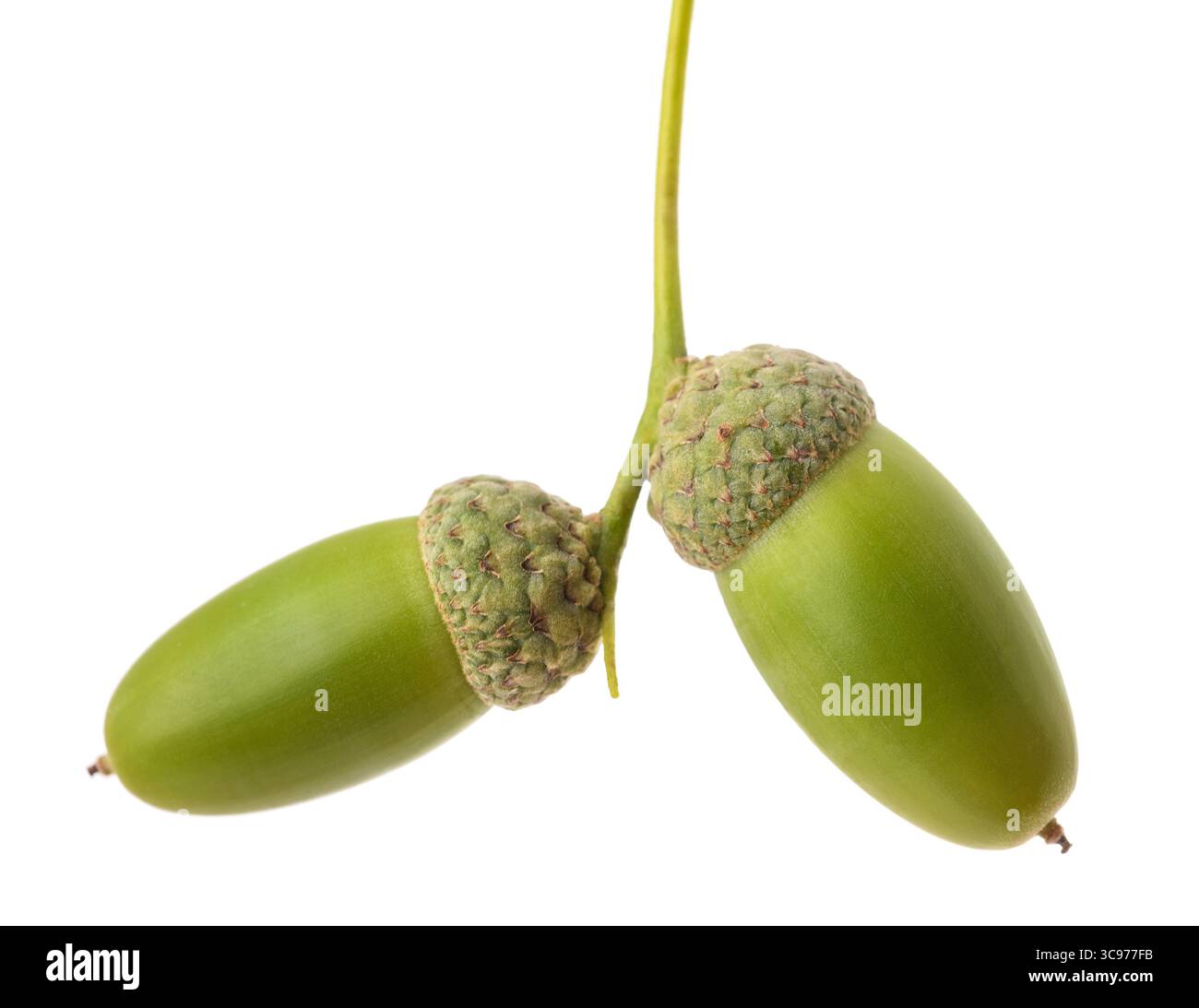 Common oak acorns isolated on white background Stock Photo - Alamy