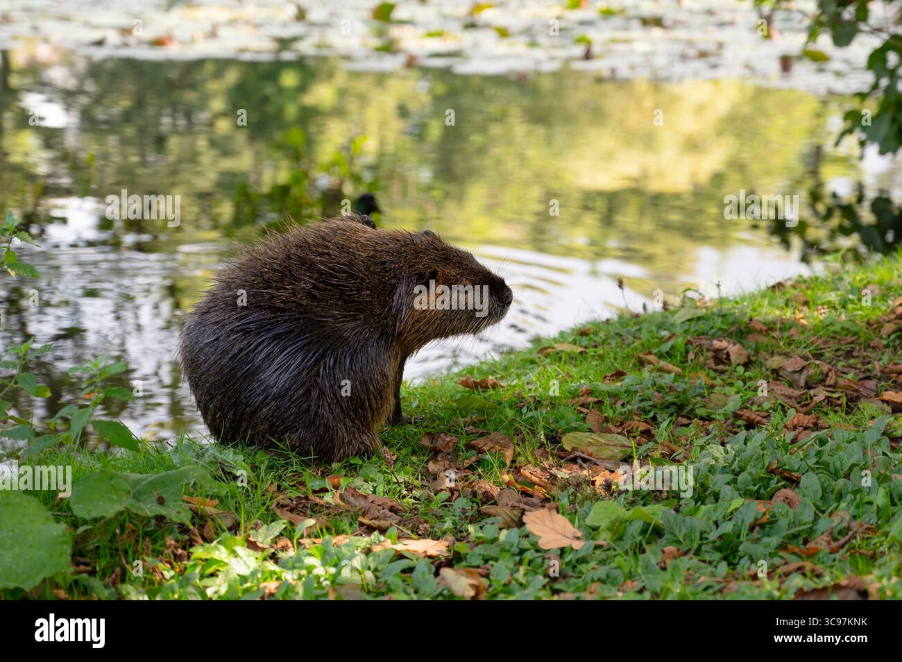 Nutria River Rat On The Meadow, Wildlife Animals, Habitant Wetlands ...