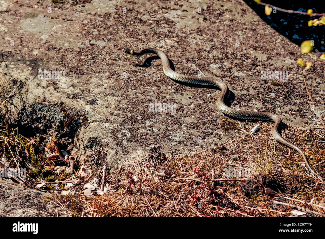Common non-venomous viper crawling in summer forest, observing reptiles ...