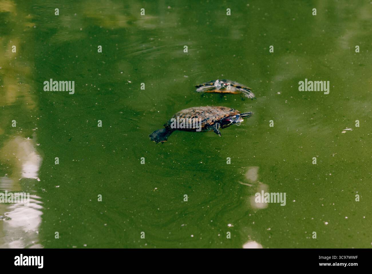 Small turtle underwater swimming in pond sea lake, aquatic reptiles in ...