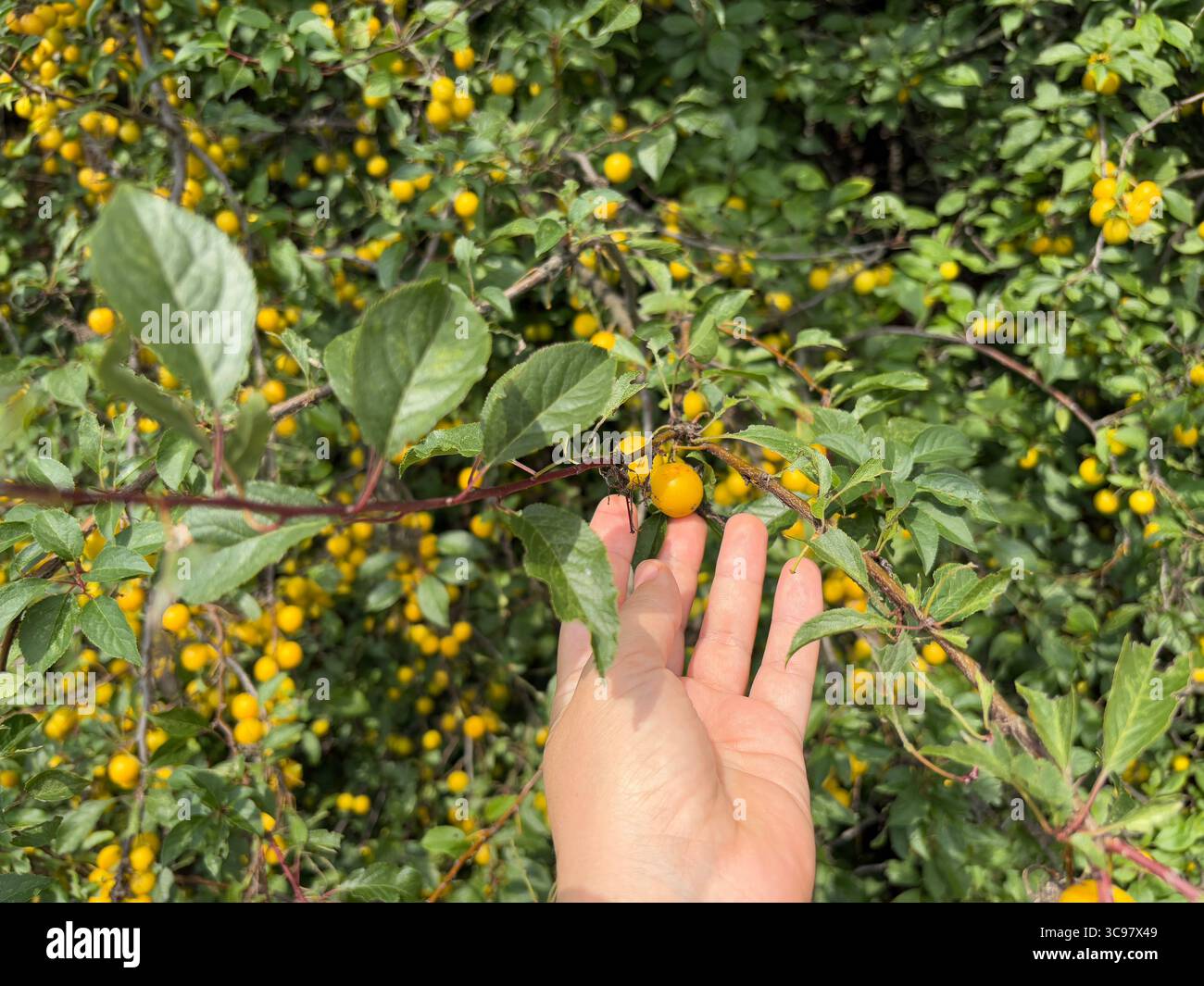 Poznan wild plants hi-res stock photography and images - Alamy