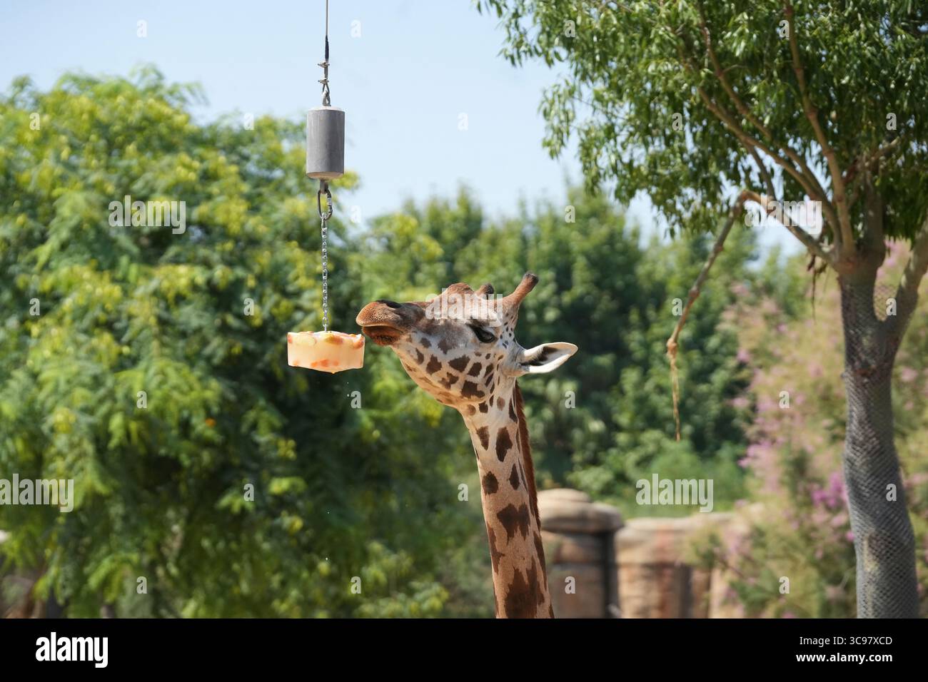 A giraffe eats an ice cream at the Barcelona Zoo on August 5, 2025, in ...