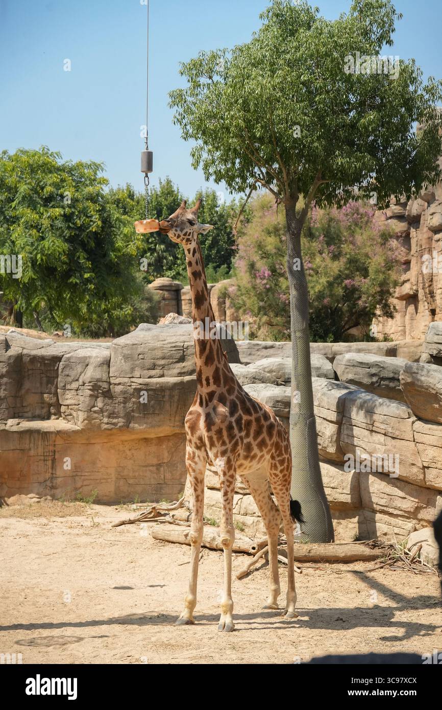A giraffe eats an ice cream at the Barcelona Zoo on August 5, 2025, in ...