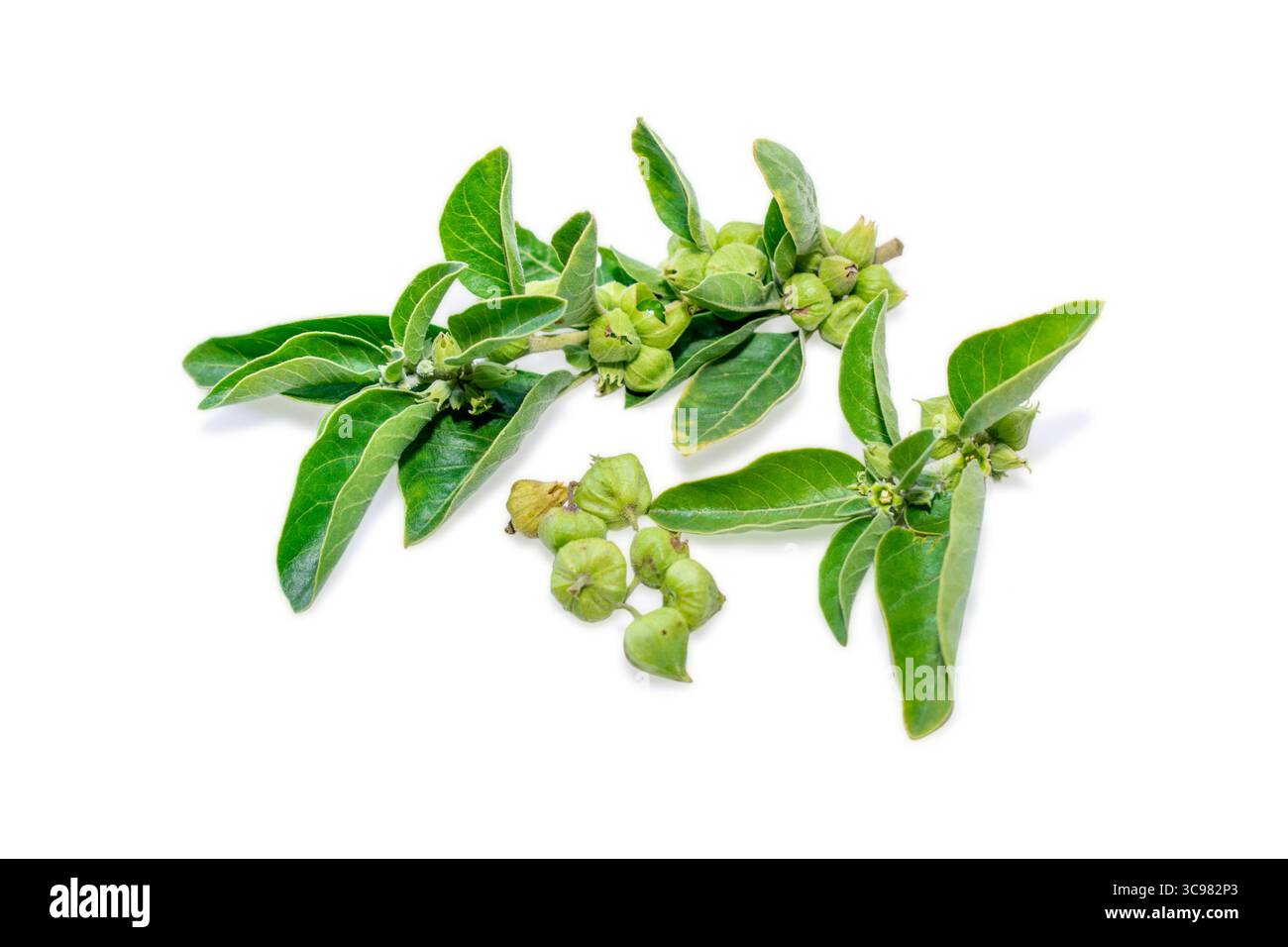 Ashwagandha green plant or withania somnifera plant isolated on white ...