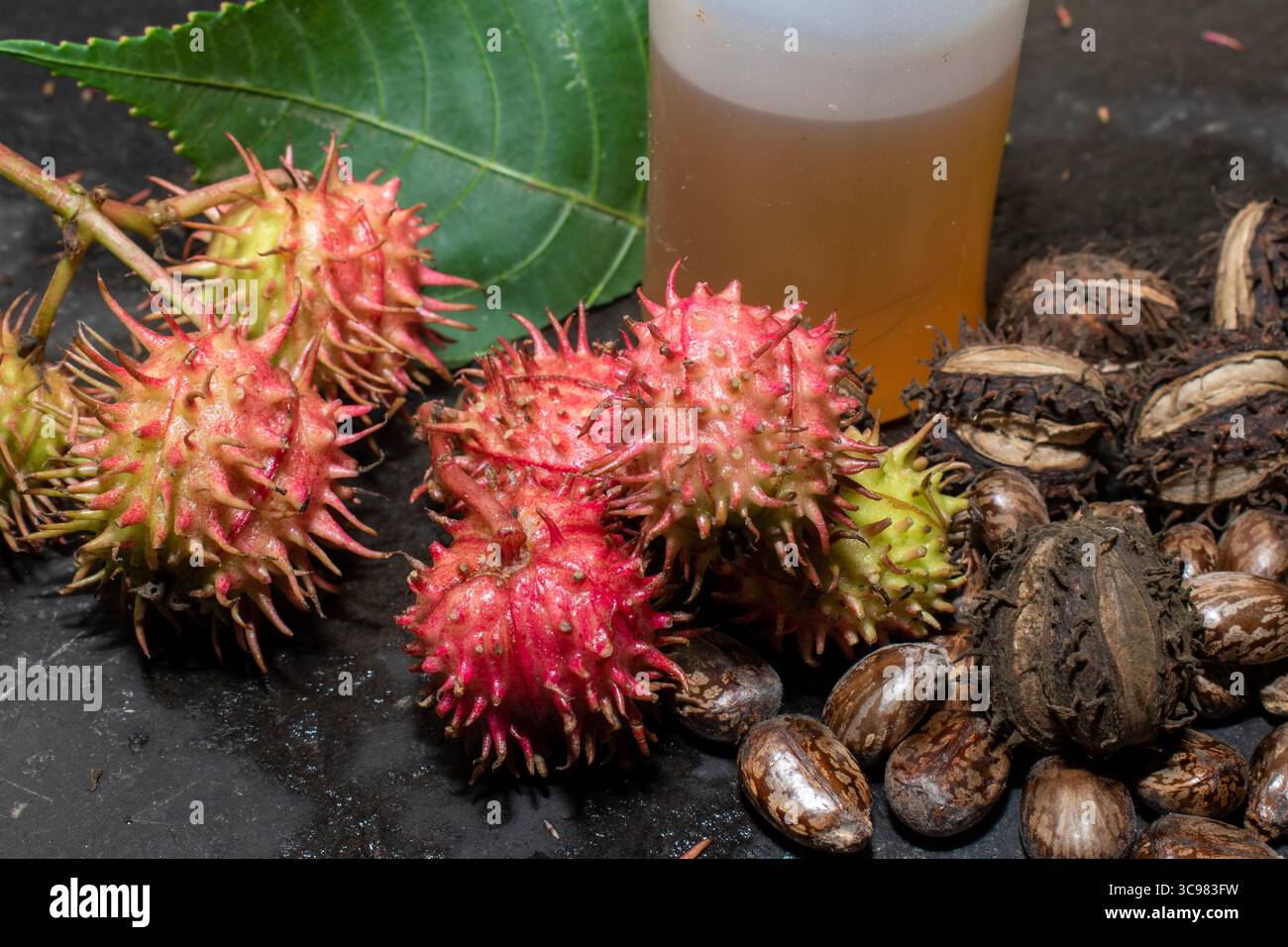 Beans (ricinus) and castor oil on the black background, herbs Stock Photo - Alamy