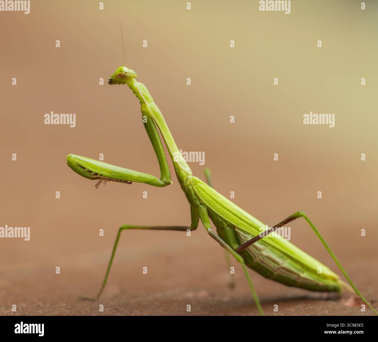 Close-up macro photograph of a green praying mantis standing on a ...