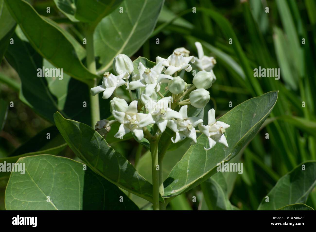 Calotropis gigantea plants with flowers Stock Photo - Alamy
