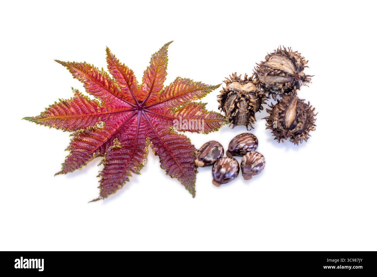 Dry organic castor (ricinus communis) fruits seeds and leaf isolated on ...