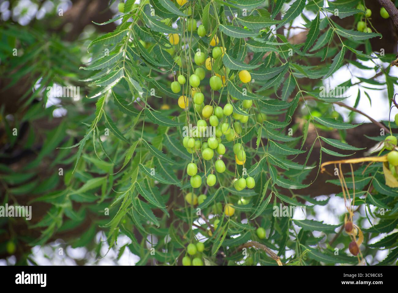 Fresh Neem fruit on tree with leaf on nature background, A leaves of ...