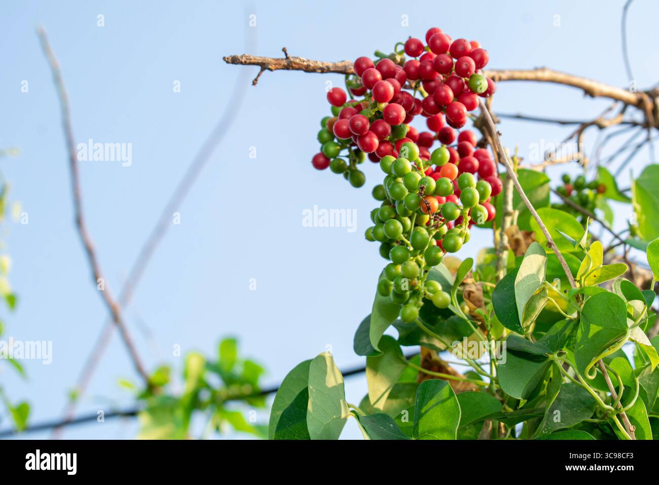 Heart leaved moonseed fruit, Tinospora Cordifolia Fruit and leaf in the ...