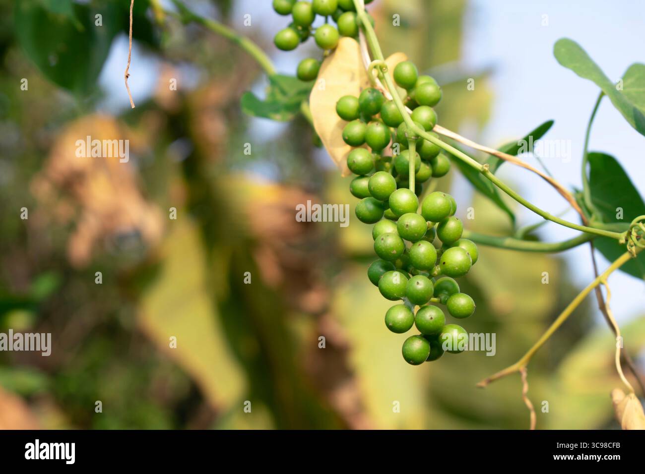 Heart leaved moonseed fruit, Tinospora Cordifolia Fruit and leaf in the ...