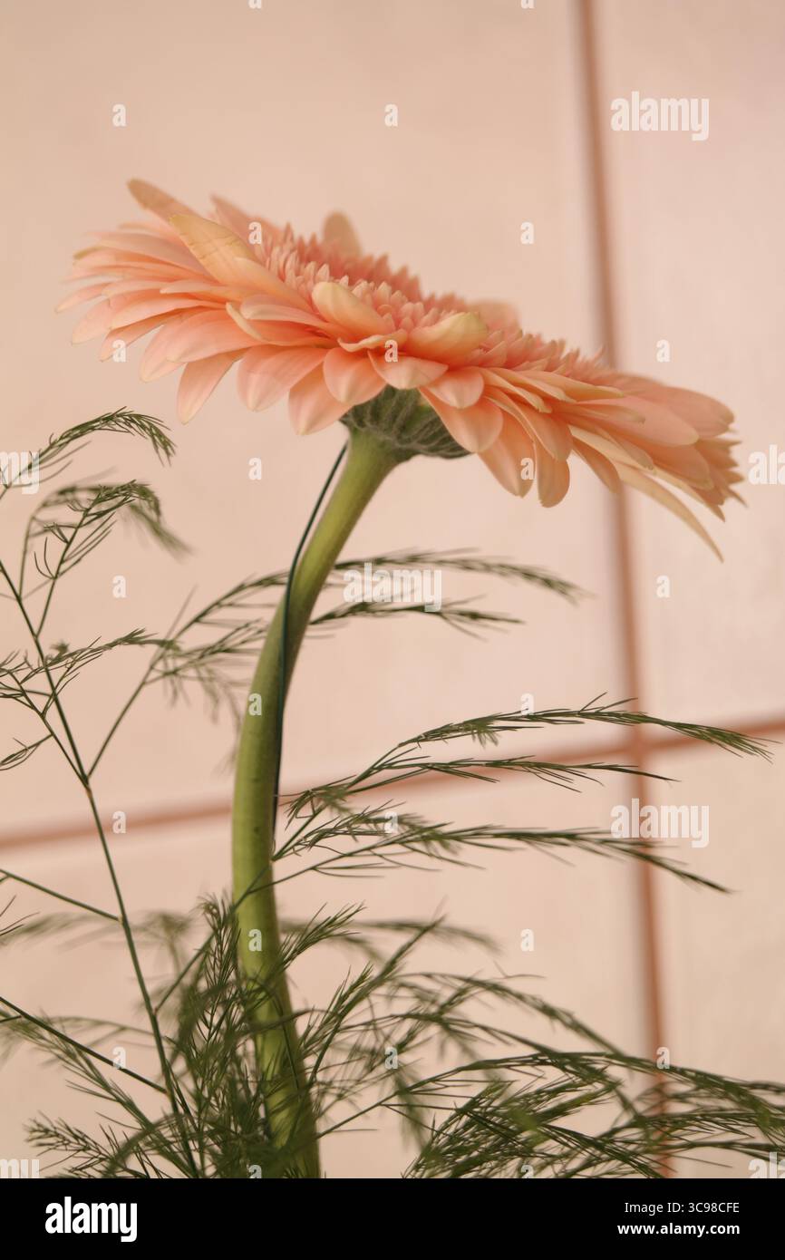 a single, elegant peach-colored gerbera daisy with a long green stem ...
