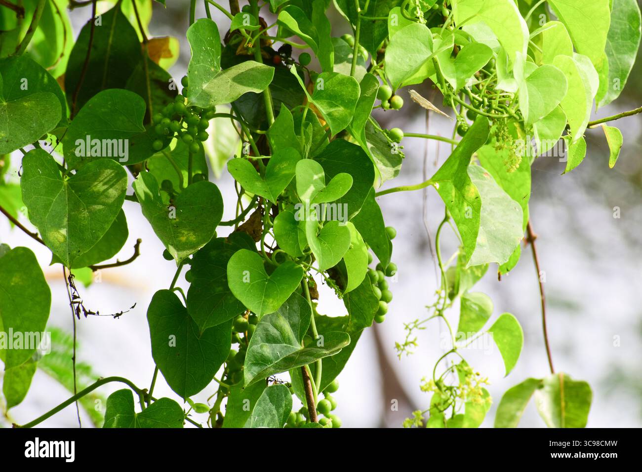 Heart-leaved moonseed ( Tinospora cordifolia ) green leaves herb Stock ...