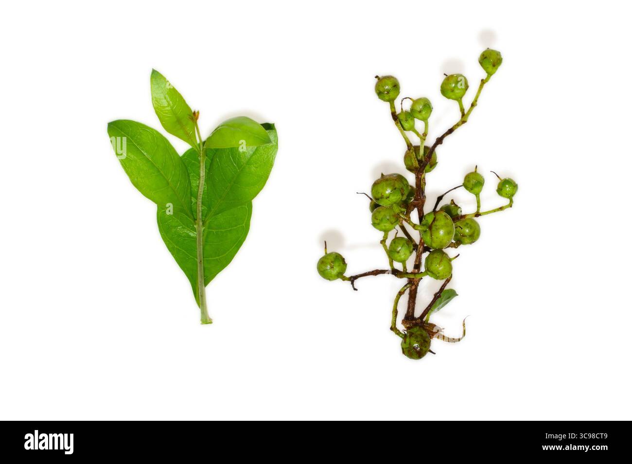 Henna ( Lawsonia inermis ) leaves and flower, Indian Medicinal herbs ...