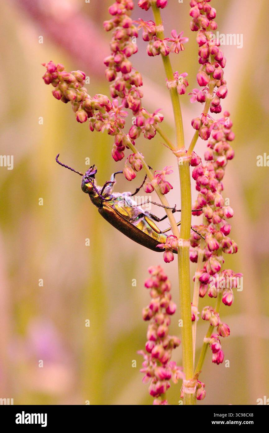 Les ravageurs hi-res stock photography and images - Alamy