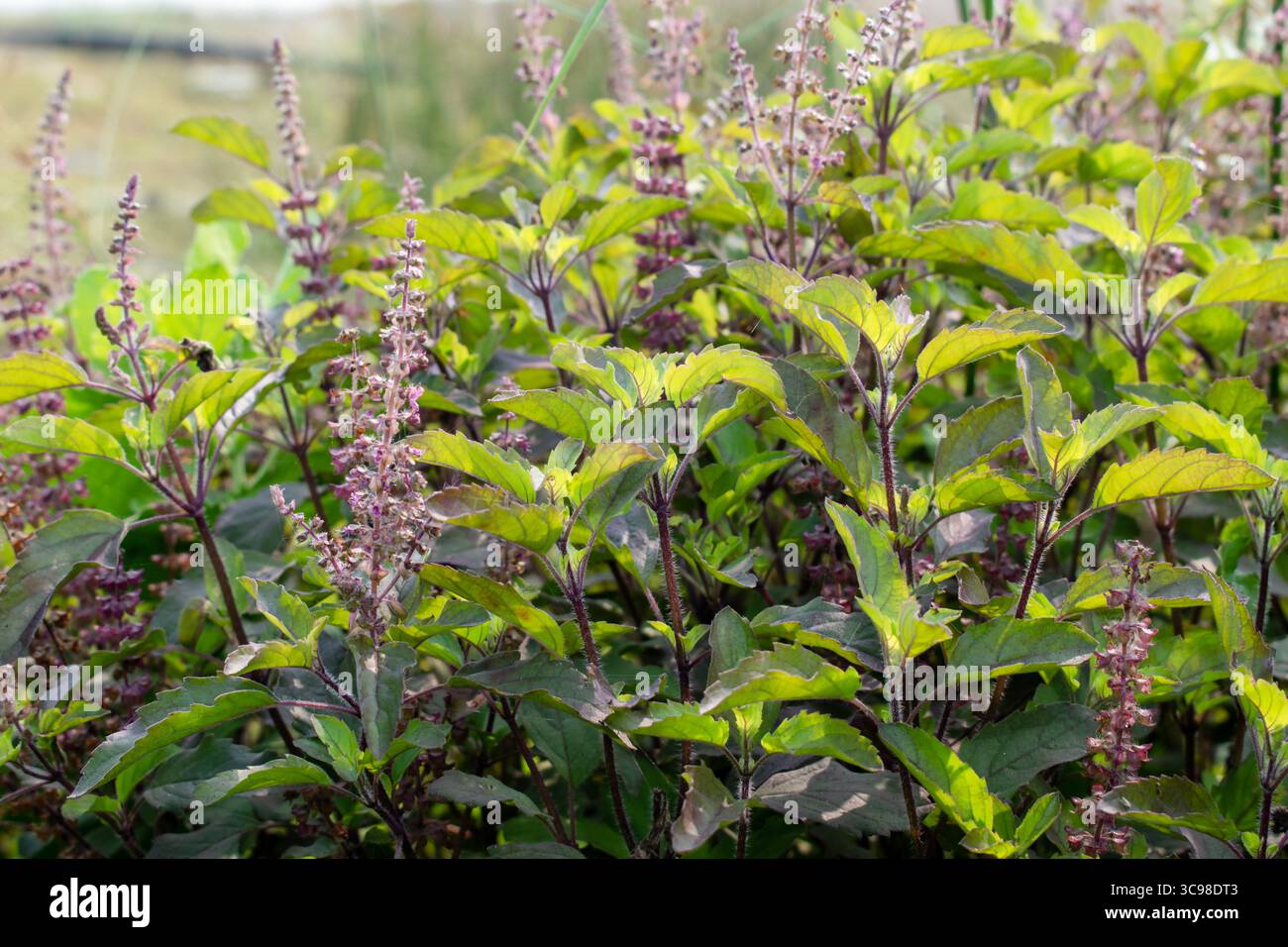Medicinal plant green tulsi or holy basil herb, Fresh holy basil ...
