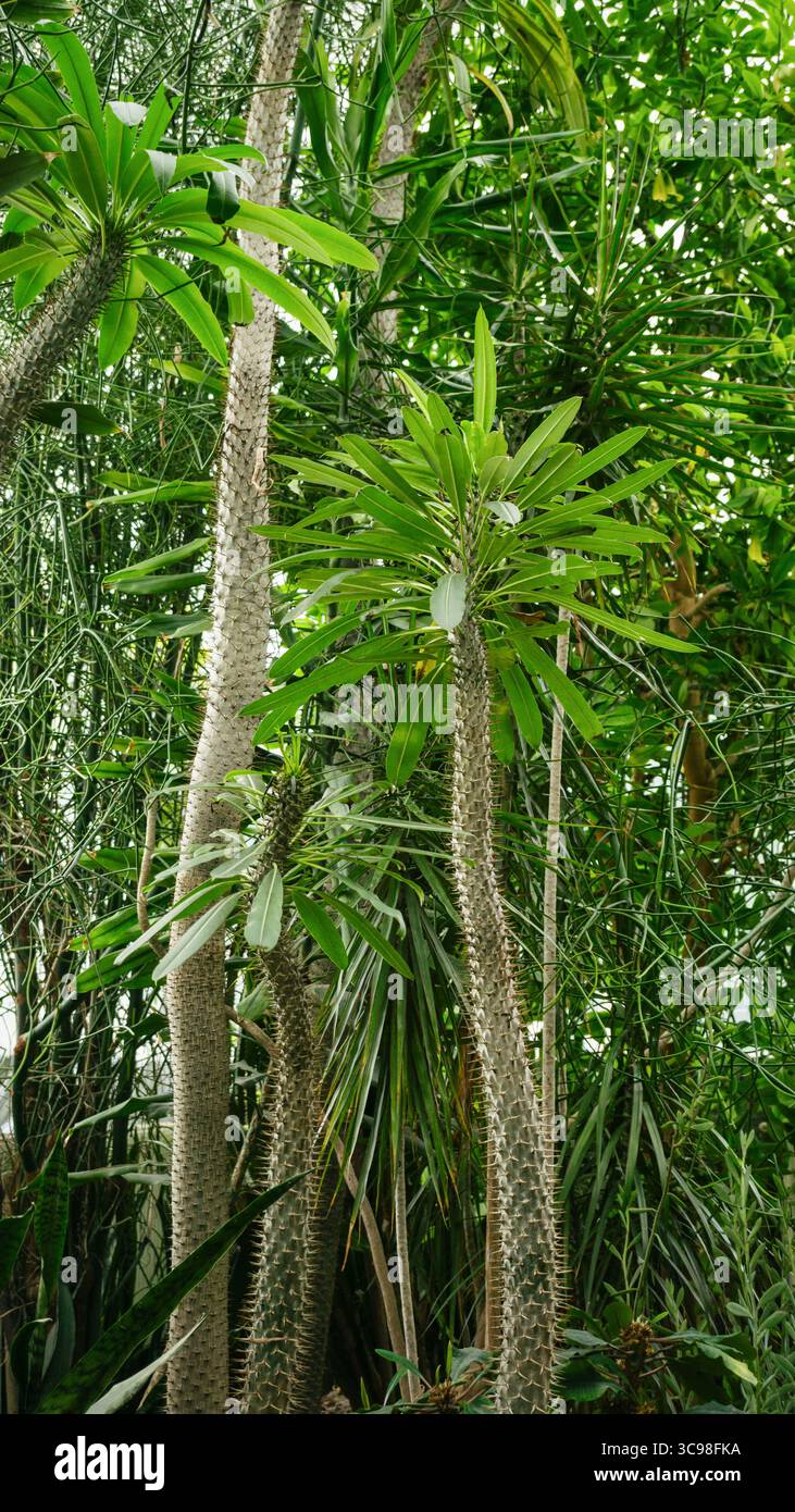 Tall and varied tropical plants create a rich display of greenery in a ...