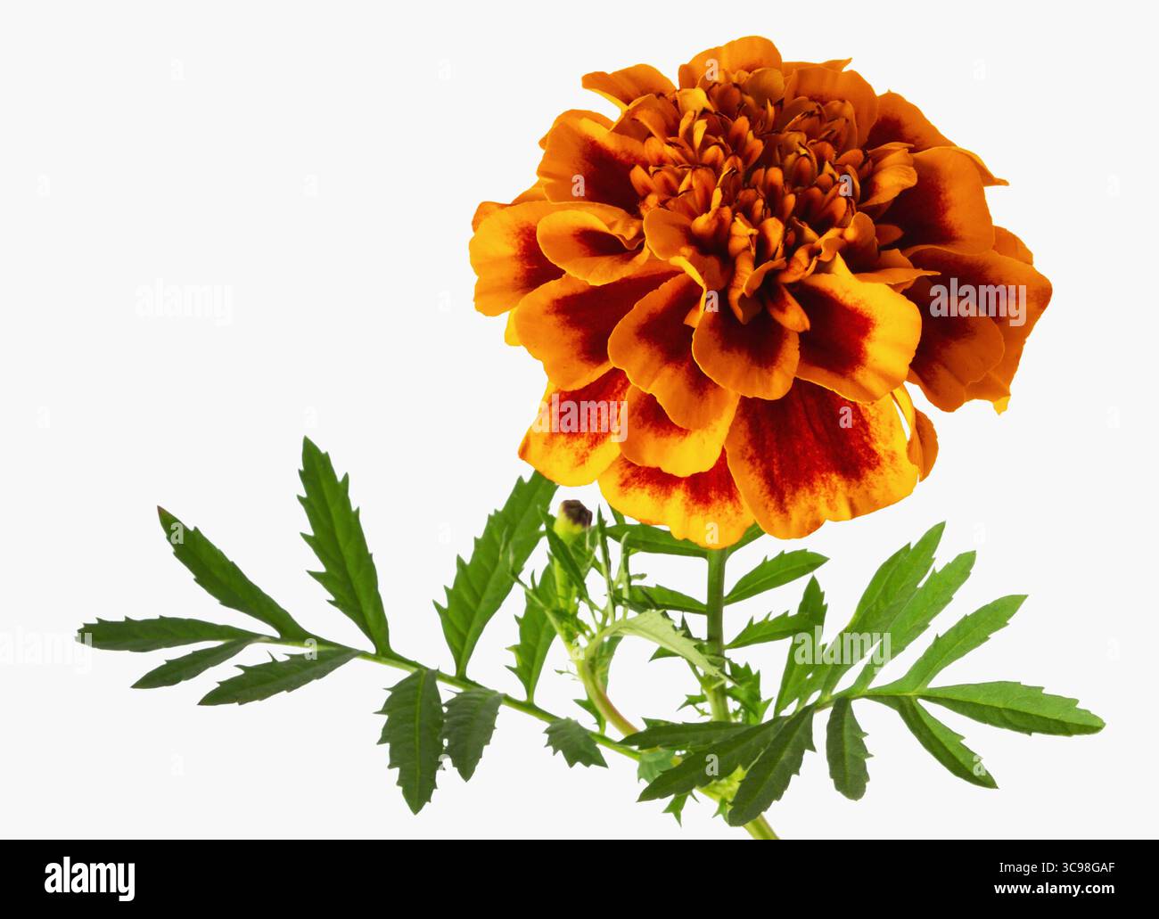 Eco design features Cut Out Stock Images & Pictures - Alamy