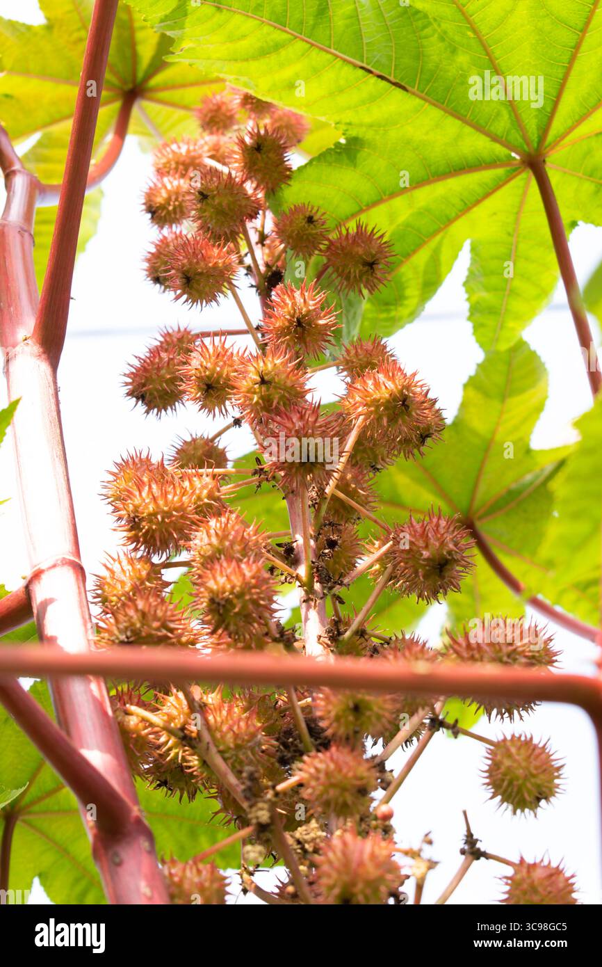 ricinus communis, the castor bean or castor oil plant close up. medical ...