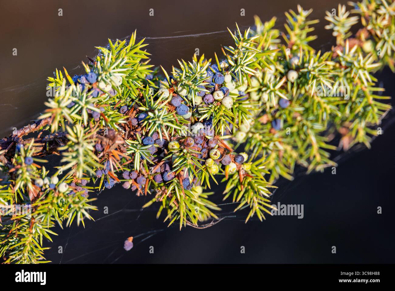 Green juniper sunlight close hi-res stock photography and images - Alamy