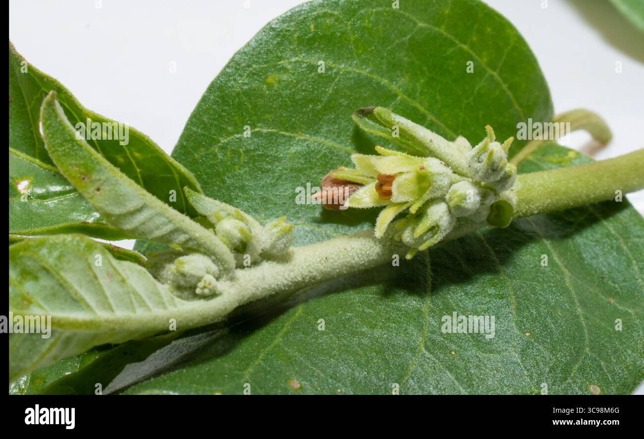 Flower of an ashwagandha plant, Withania somnifera, a medical herb from ...