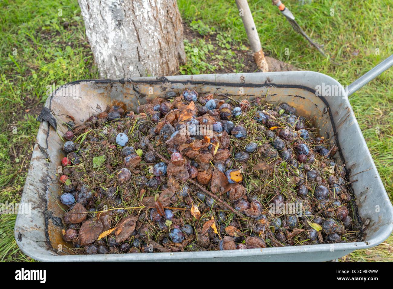 Close-up of rotten fruit in a wheelbarrow. Rotten damsons, leaves, and ...