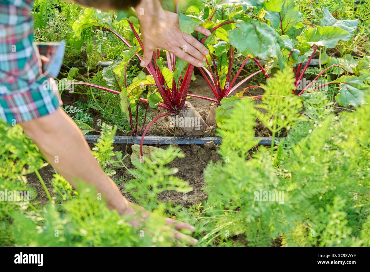 Drip irrigation beet in vegetable hi-res stock photography and images ...