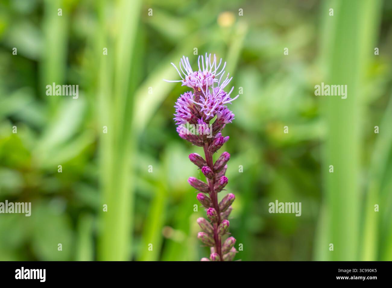 Liatris spicata Spicata liatris in bloom. The violet-purple flowers of ...