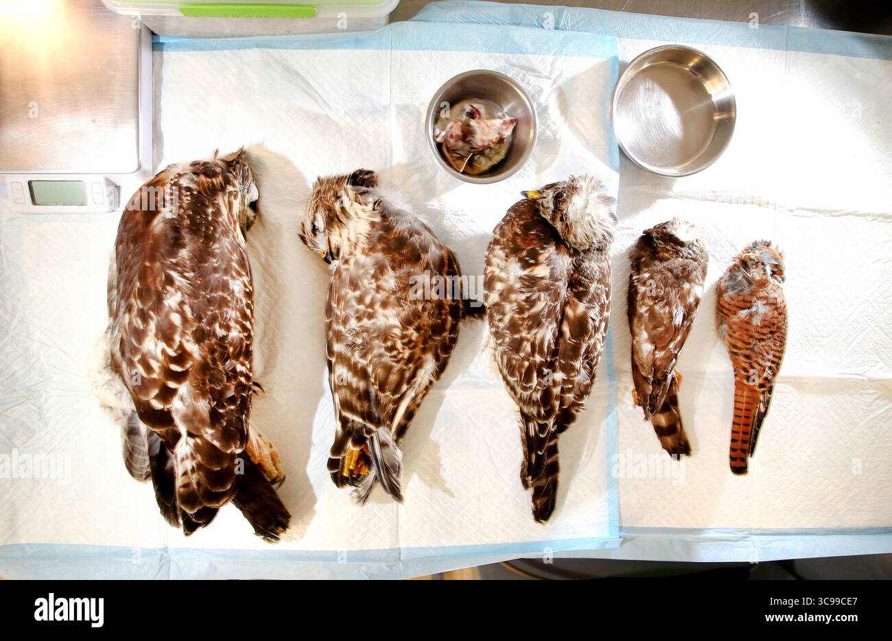 Moccasin lake nature park hi-res stock photography and images - Alamy