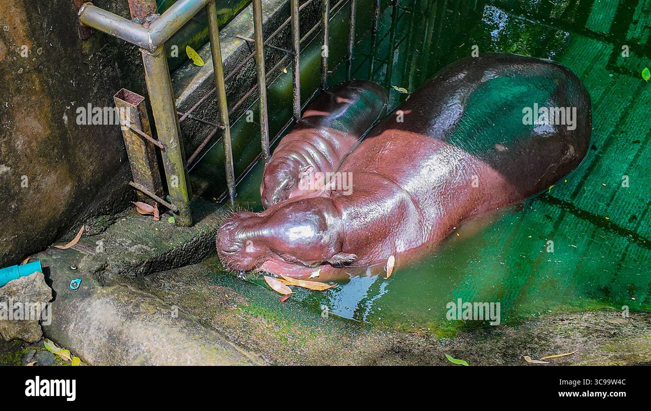Moo Deng Baby hippo in the pool. A serene moment of a pygmy ...