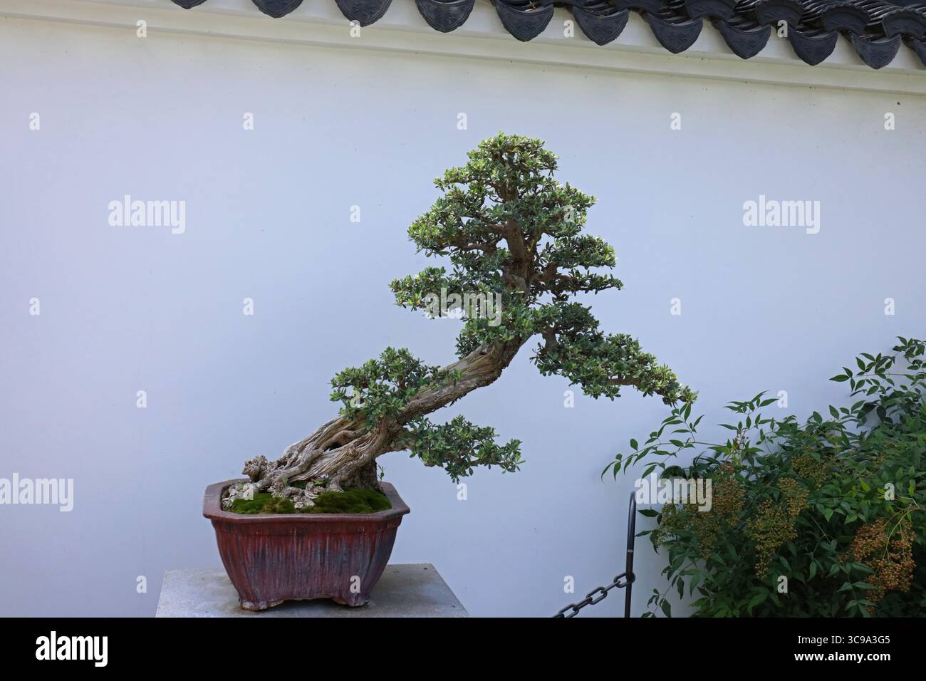 An interesting Penjing tree art display in The Cloudy Forest Court of ...