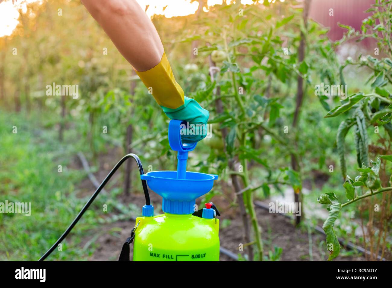 A gloved hand pumps a sprayer pump with liquid, preparing to treat ...