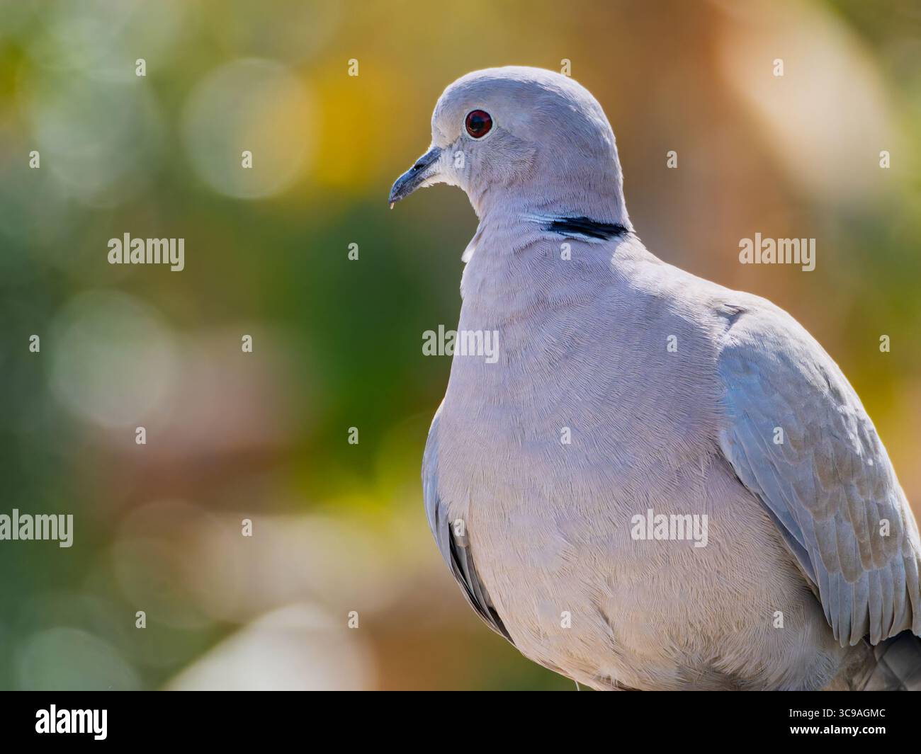 A Eurasian collared dove, ring neck, Beautiful Firefly Ringneck dove ...