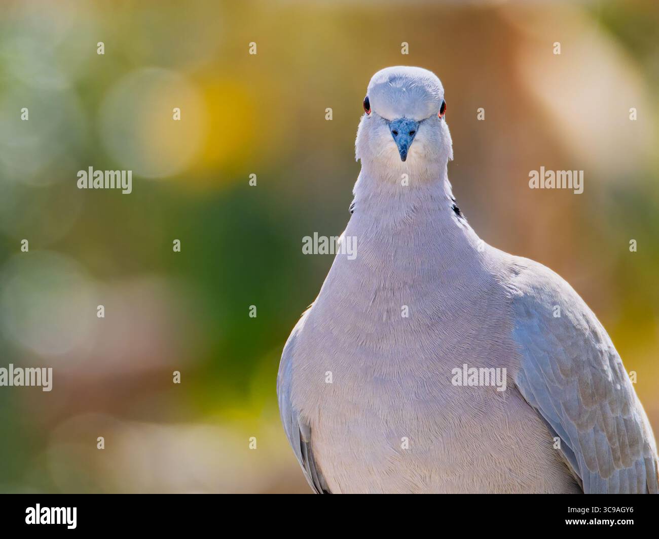 A Eurasian collared dove, ring neck, Beautiful Firefly Ringneck dove ...