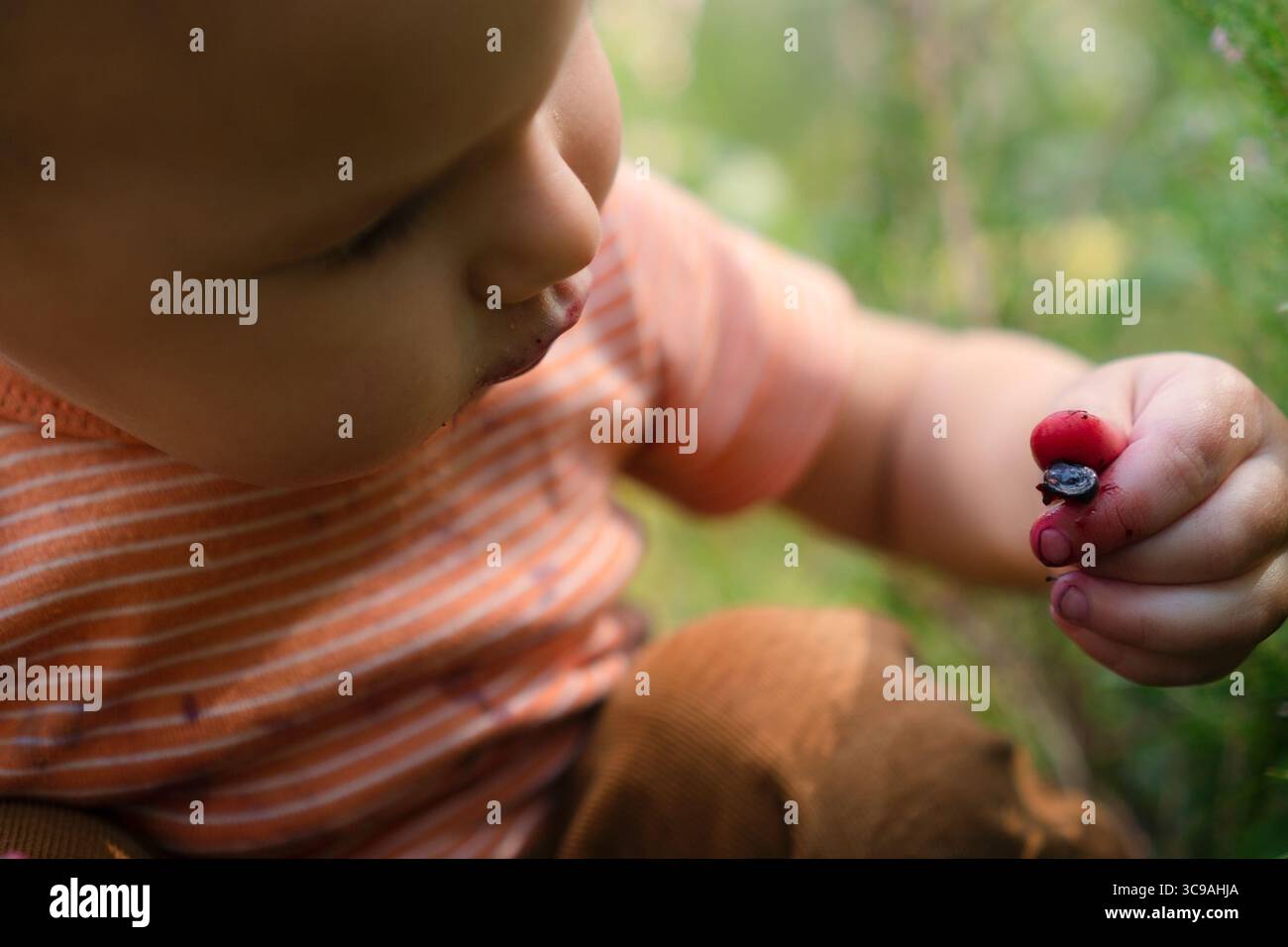 Toddler eats blueberries straight from the bush during a forest walk ...