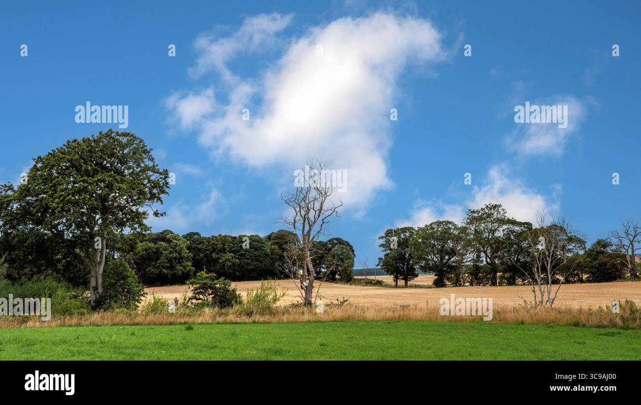 Lightning strike tree hi-res stock photography and images - Alamy